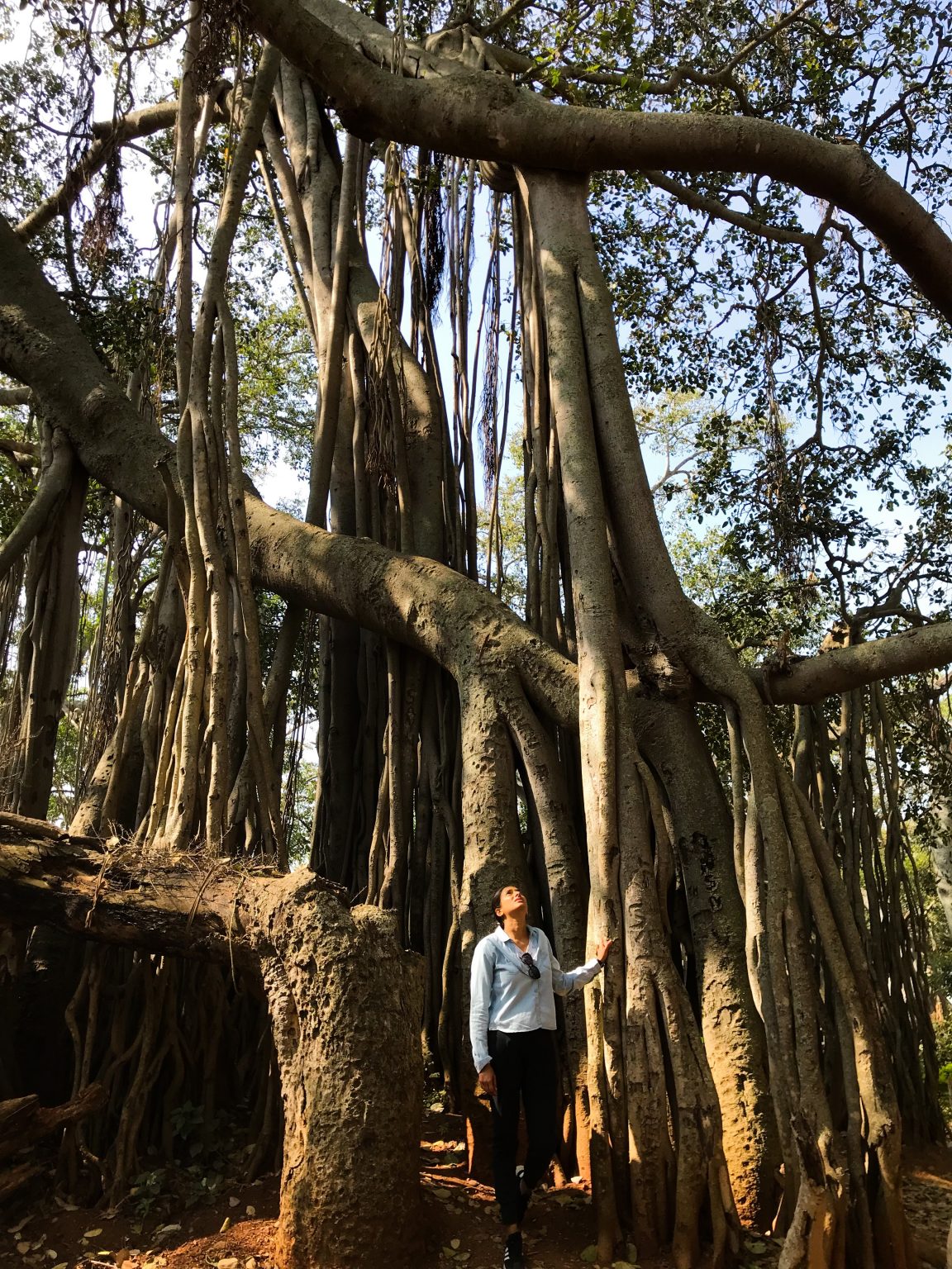 A trip to Big Banyan tree and Mandargiri hills - Yours Truly India ...