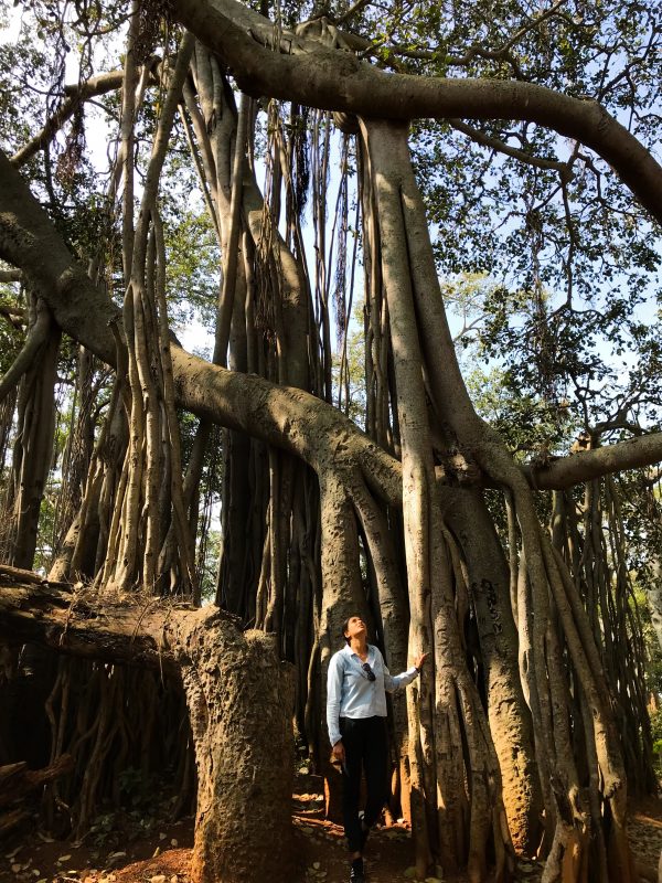 A trip to Big Banyan tree and Mandargiri hills - Yours Truly India ...